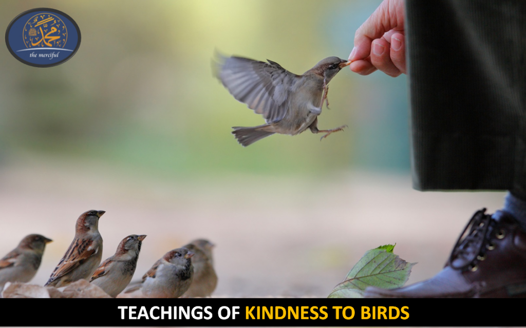Kindness to Birds – Muhammad the Merciful